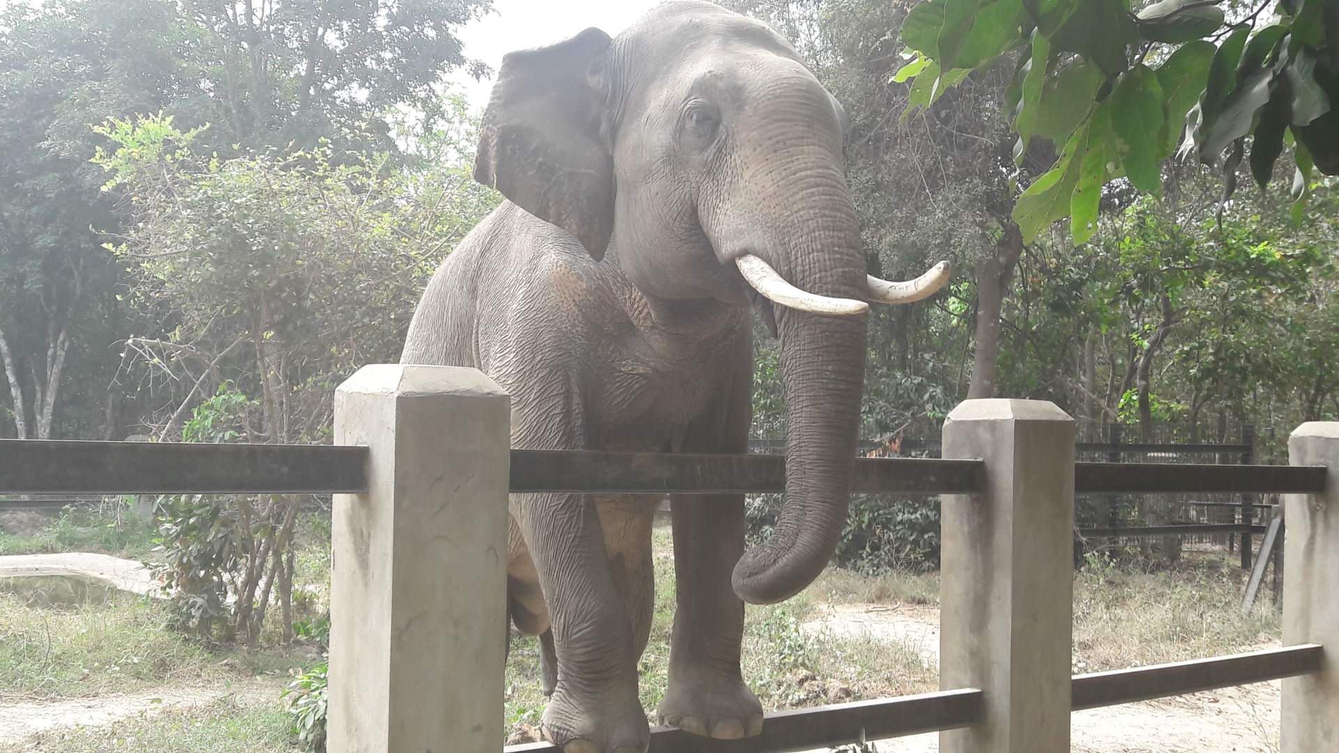 Chisor Temple and Tonle bati & Phnom Tamoa wildlife center